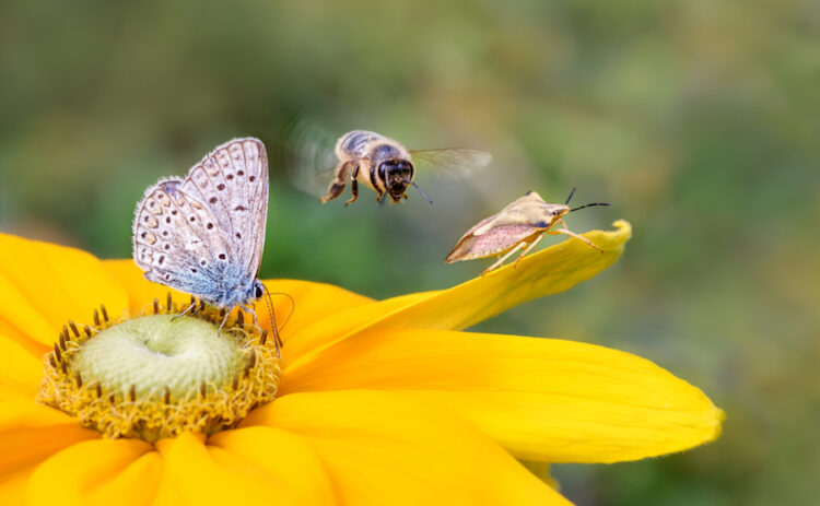 Quels sont les insectes bons pour votre jardin - Déco Cool