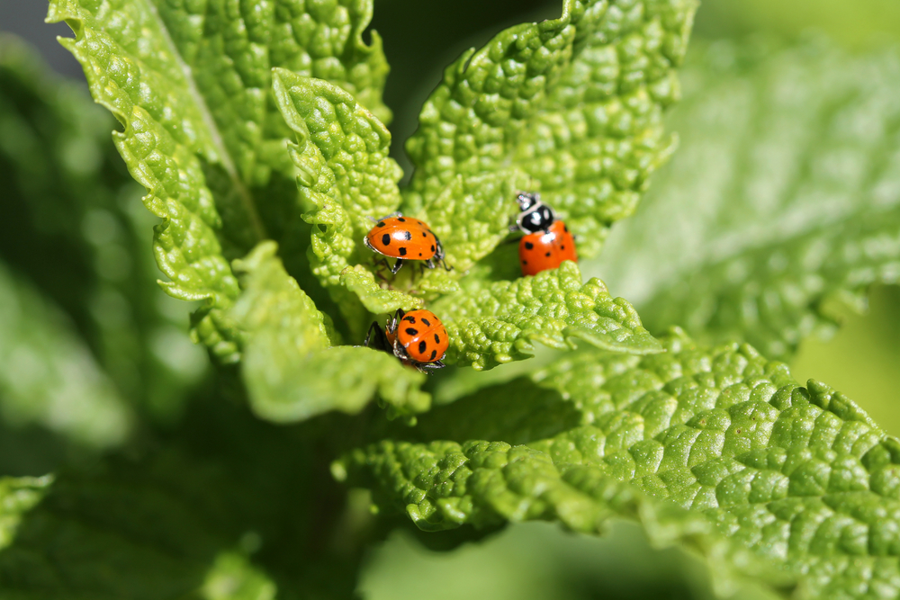 Quels sont les insectes bons pour votre jardin - Déco Cool